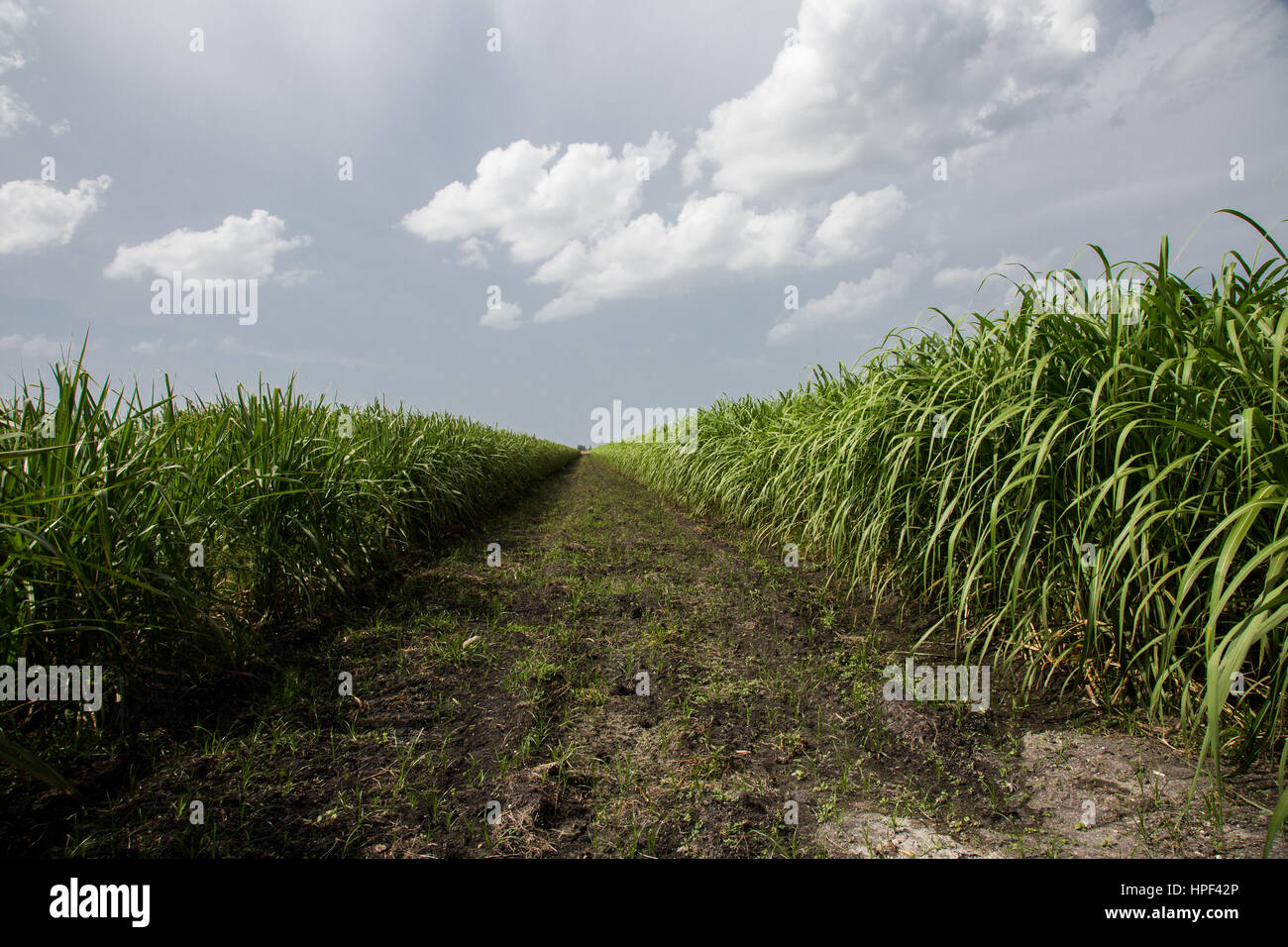 Sugar cane near Lake Okeechobee in Florida where hundreds of acres of ...