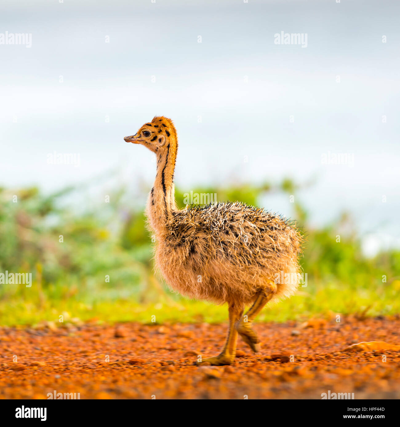 Ostrich Wallpaper Baby Picture Baby Ostrich 1080P, 2K, 4K, 5K HD