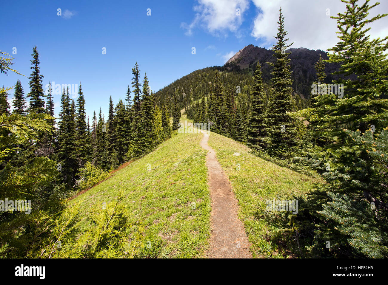 A narrow hiking path heads through a pine forest, up a steep mountain ...