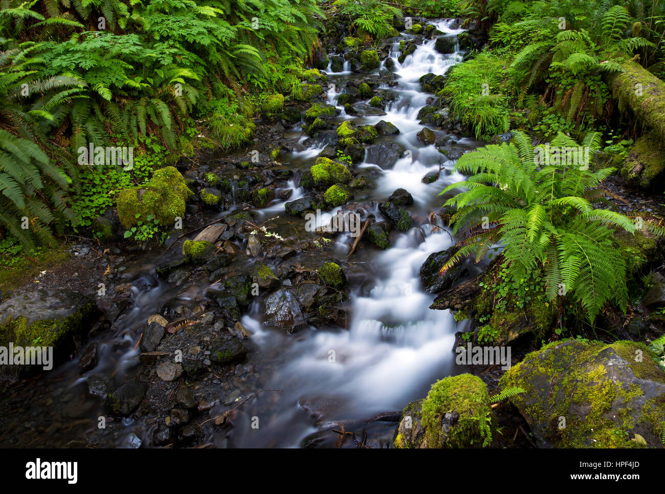 A small stream in the Hoh Rainforest area of Olympic National Park ...