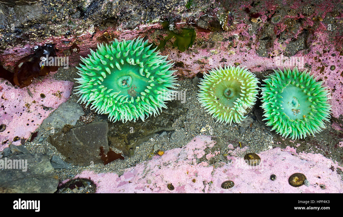 Several Giant Green Anemone (Anthopleura xanthogrammica) surrounded by ...