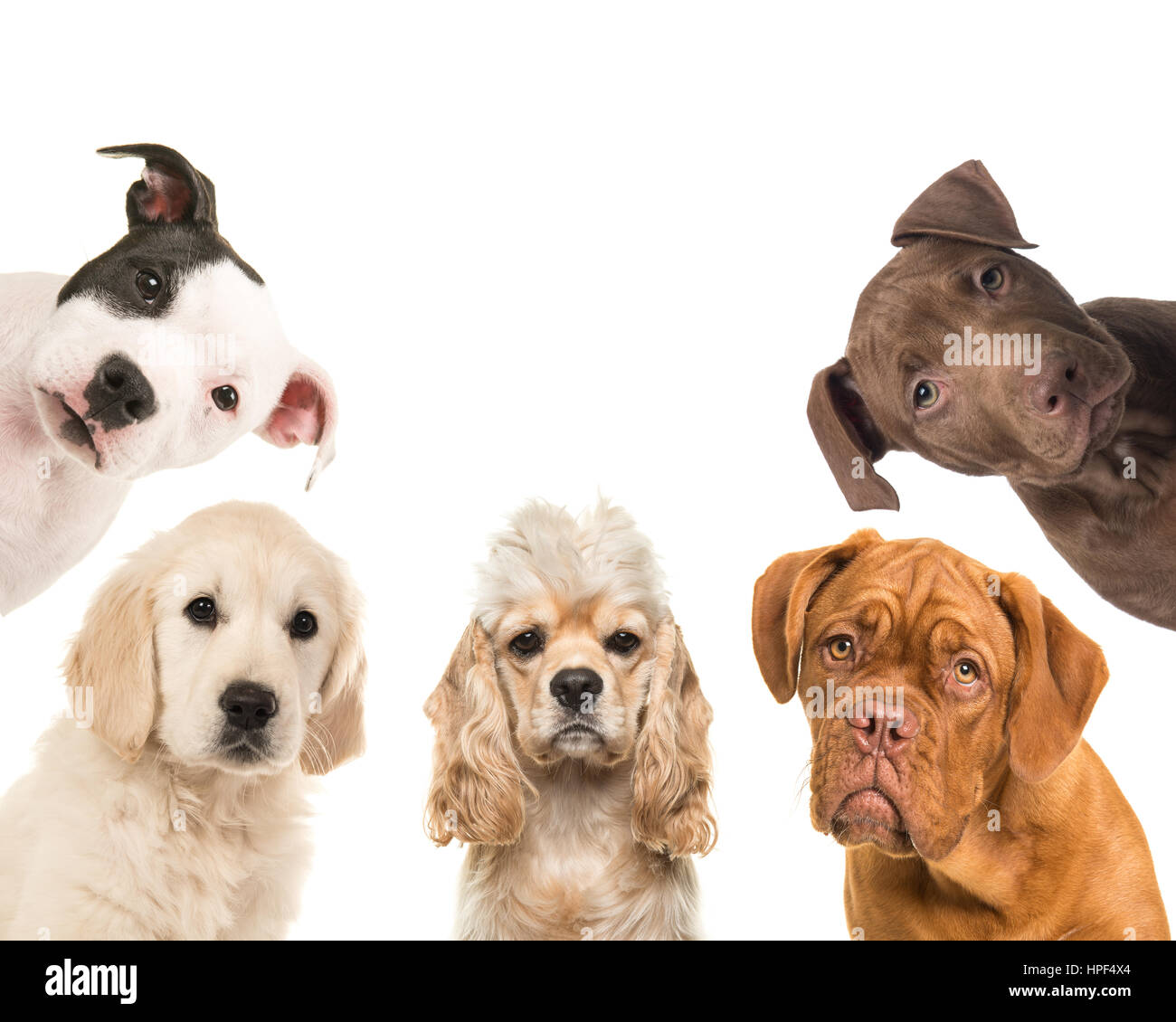 Various breed dog portraits facing the camera in a square on a white ...