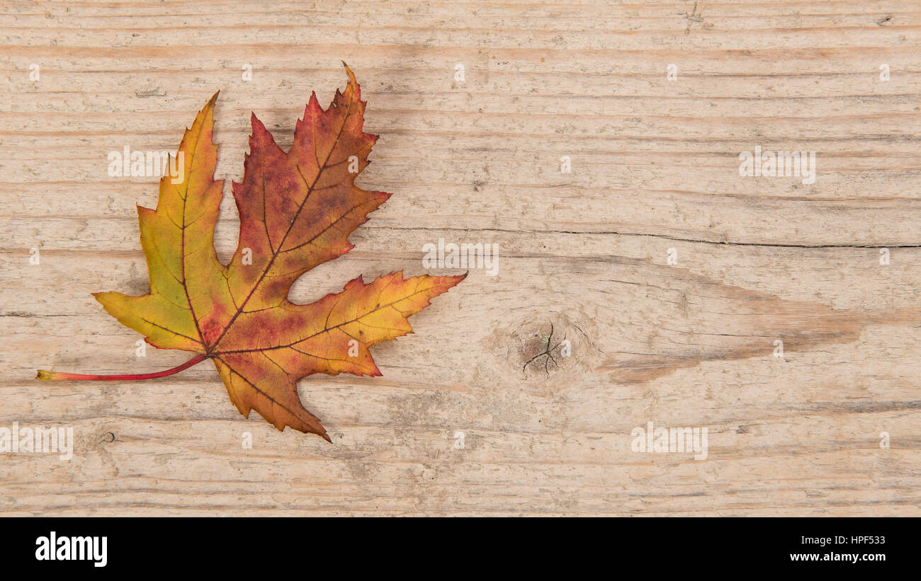 Single autumn yellow and brown maple leaf at the left border on a white ...