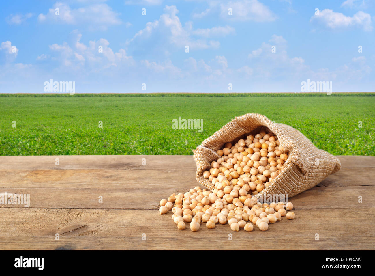 chickpea in sack. Chickpeas grains scattered out of the bag on table ...