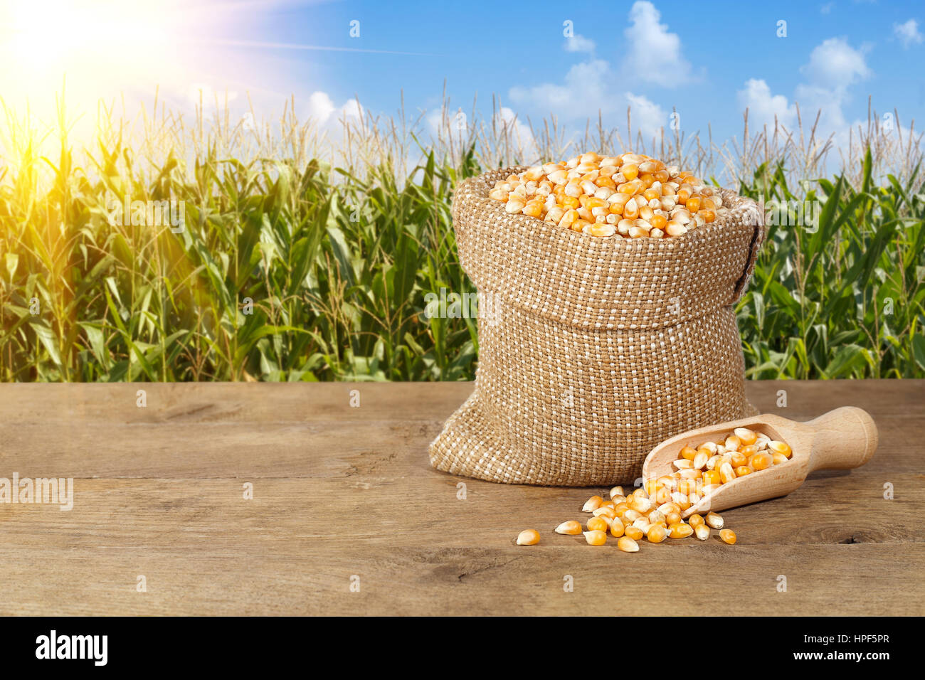 Corn seeds in sack. Dry uncooked corn grains for popcorn on nature ...