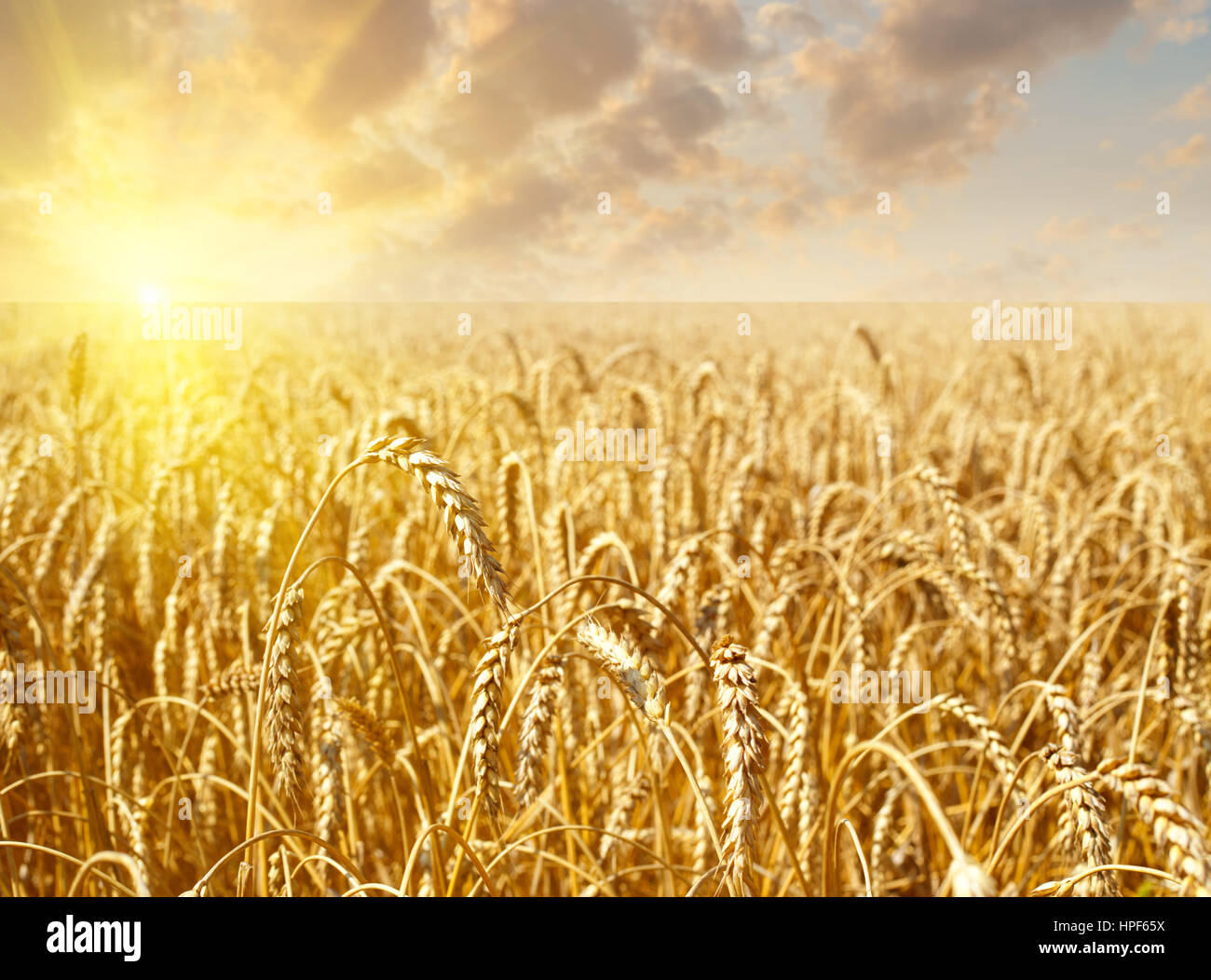 Wheat Field Sunrise
