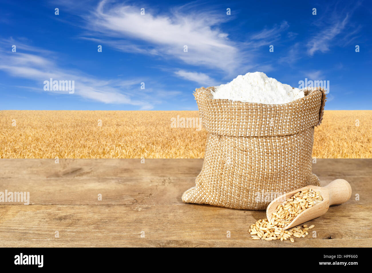 wheat flour in sack. Flour in bag on table with field of wheat on the ...