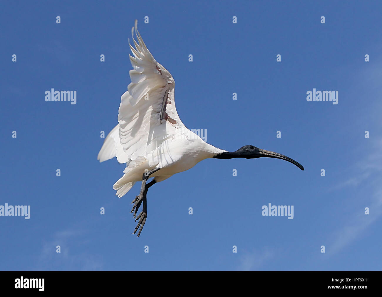 Indian white ibises hi-res stock photography and images - Alamy
