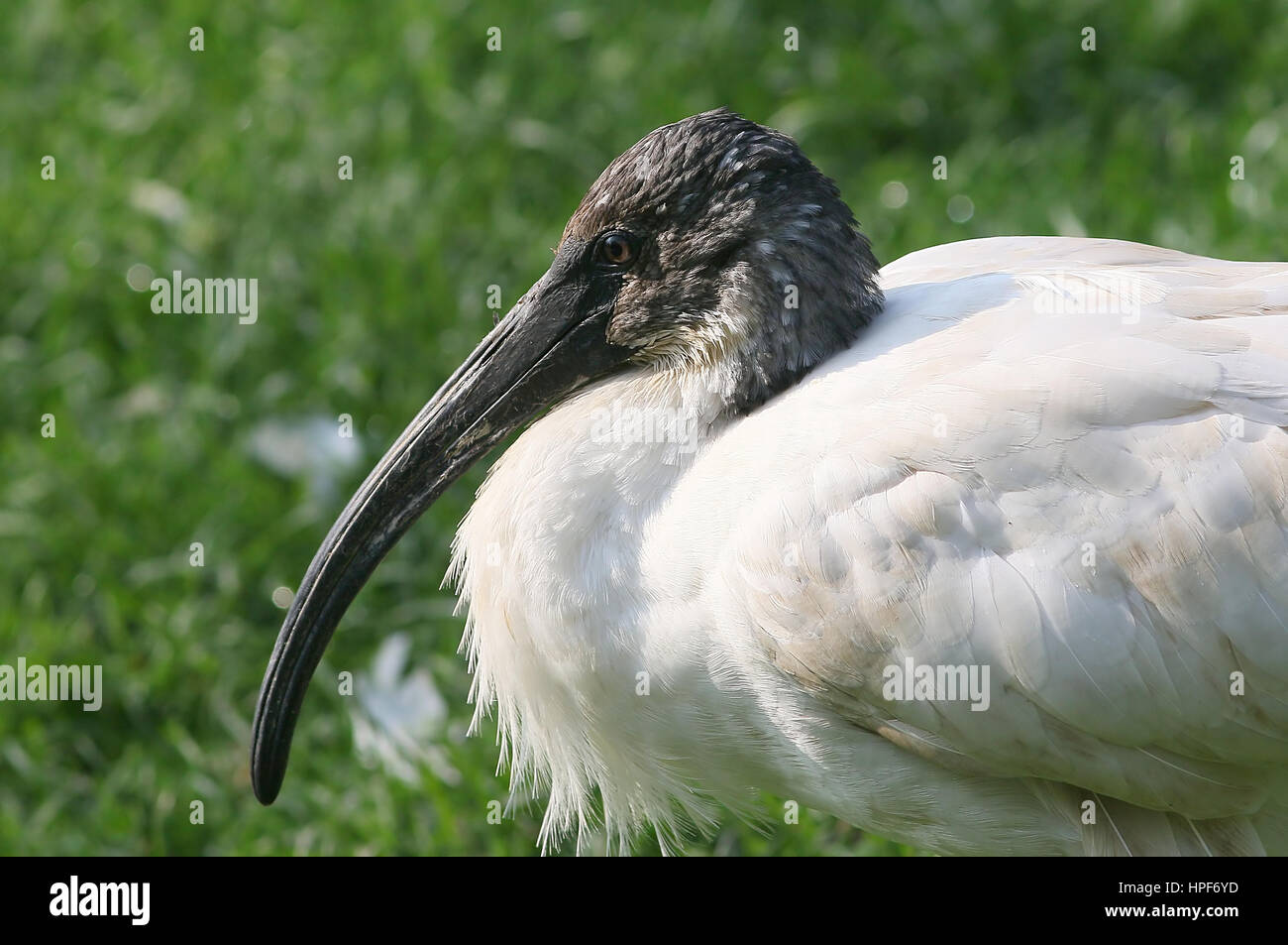 Asian ibis hi-res stock photography and images - Alamy