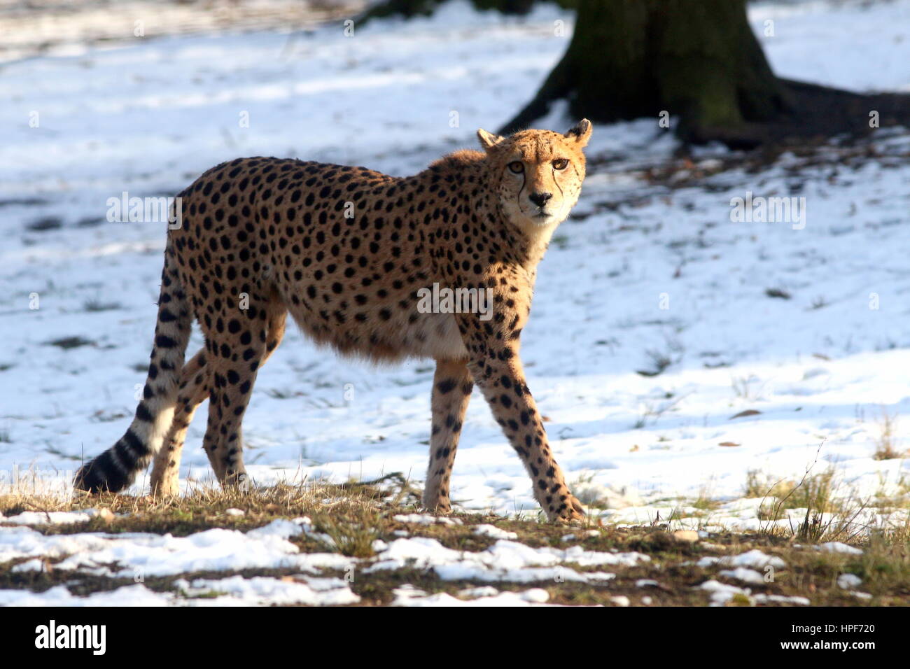 African cheetas hi-res stock photography and images - Alamy