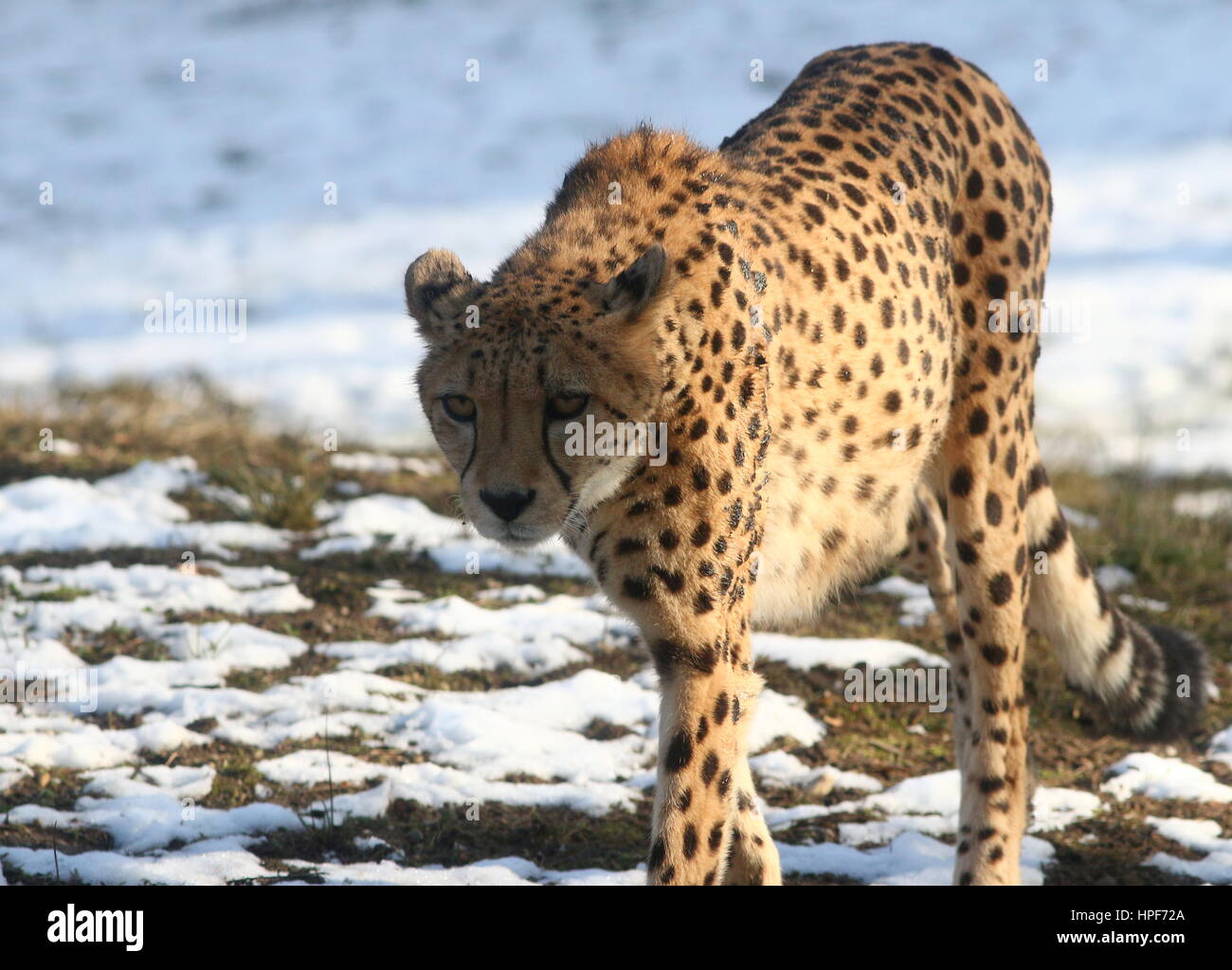Mature female African Cheetah (Acinonyx jubatus) on the prowl in a ...