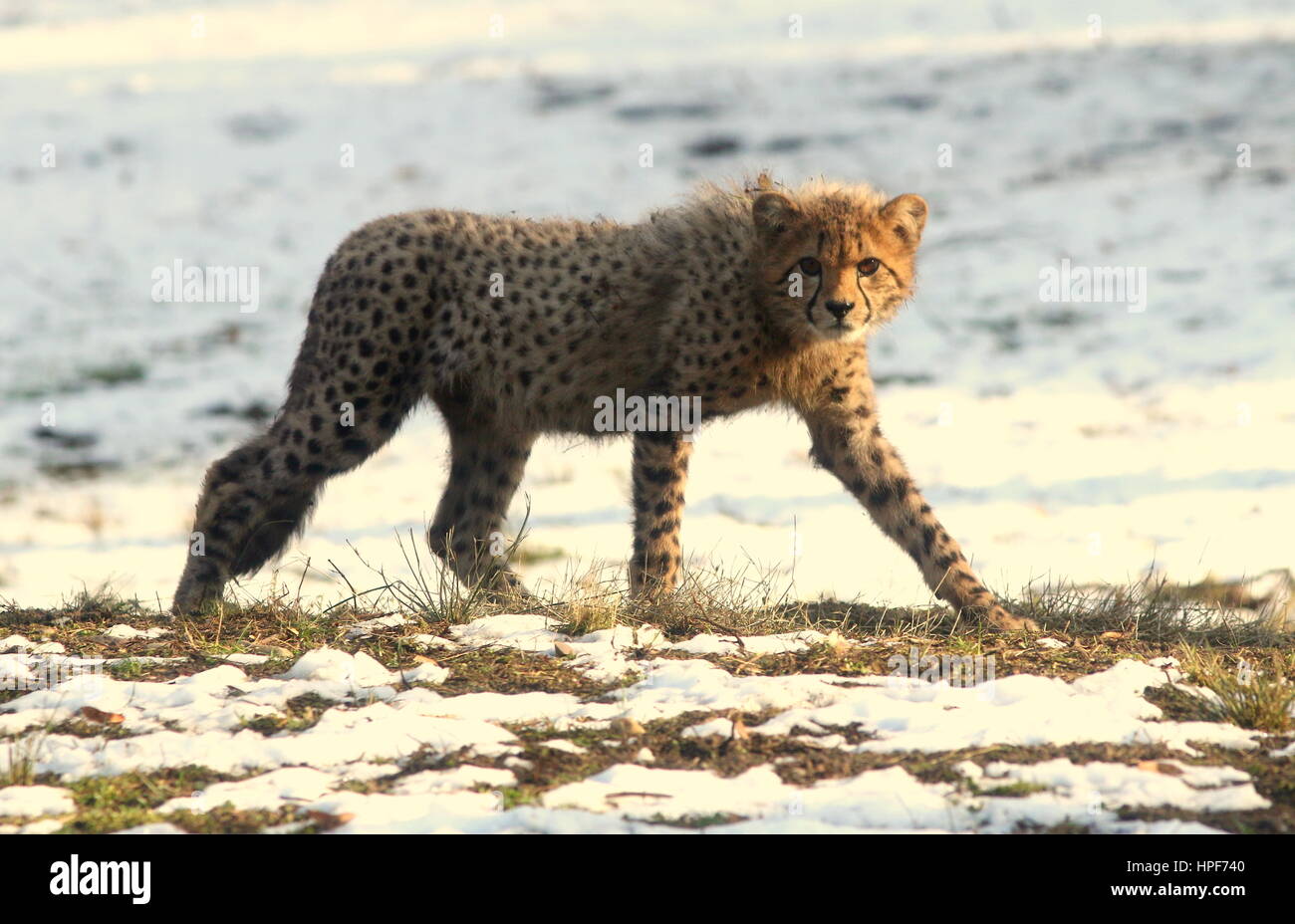 Juvenile African cheetah cub (acinonyx jubatus) in the snow in winter ...