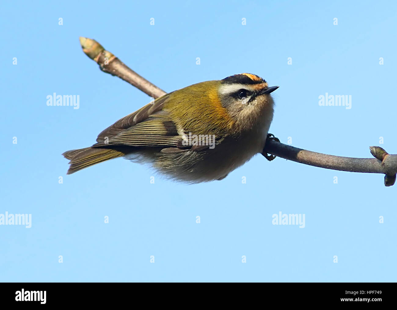 European Common Firecrest (Regulus ignicapilla Stock Photo - Alamy
