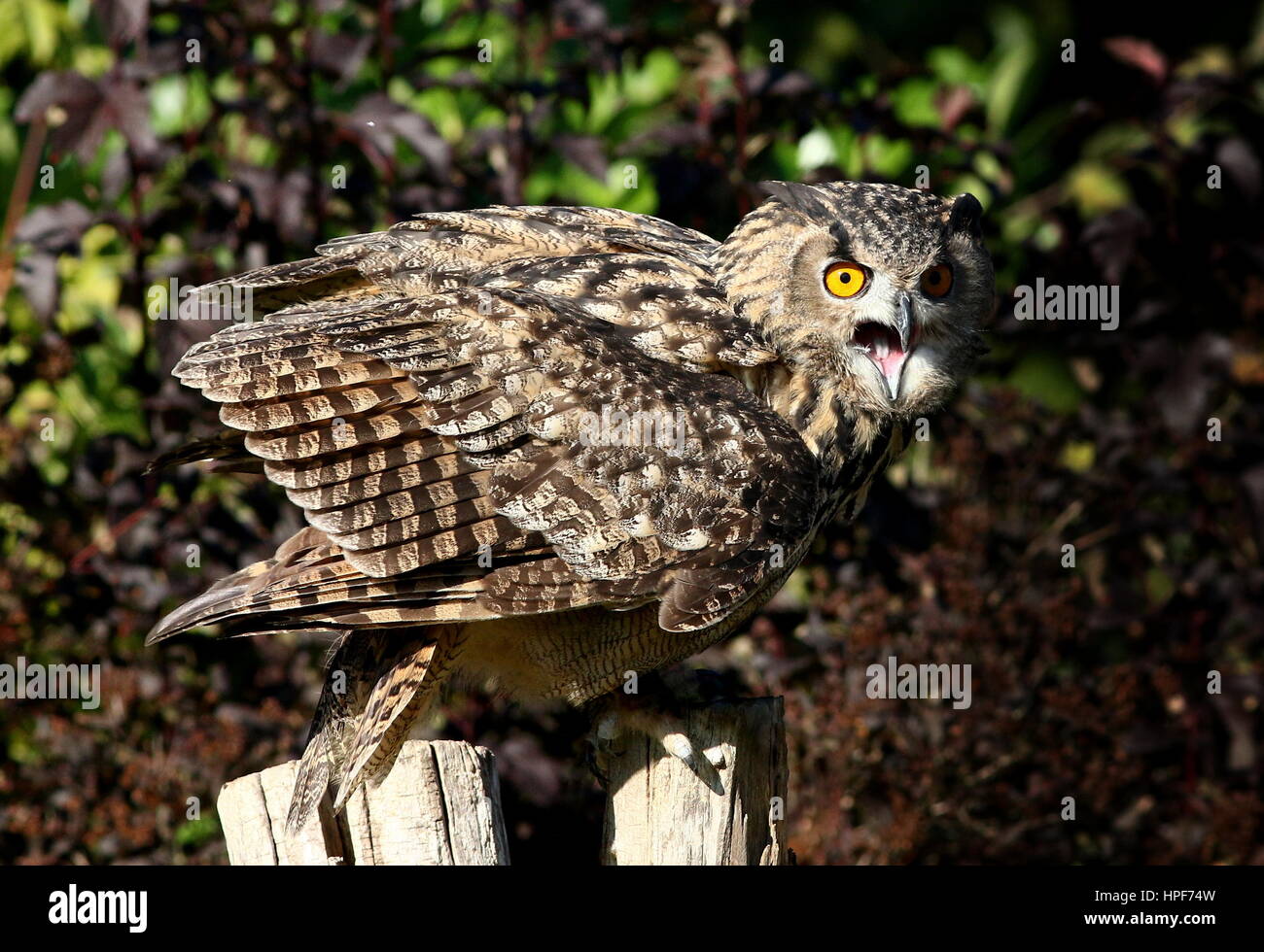Upset European eagle owl (Bubo bubo) hooting Stock Photo - Alamy