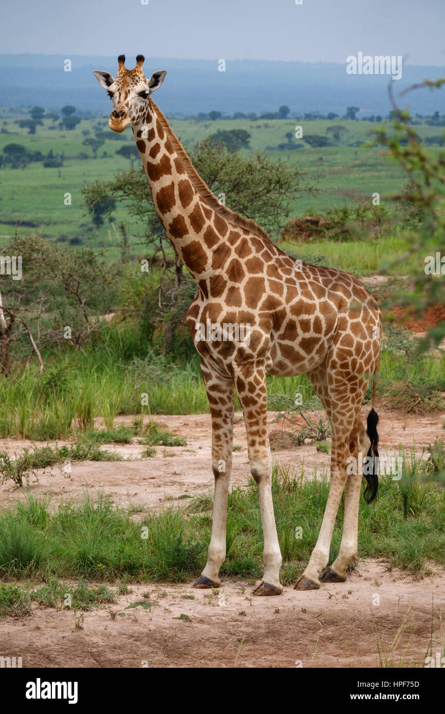 Long shot of single giraffe looking at camera in Murchison Park, Uganda ...
