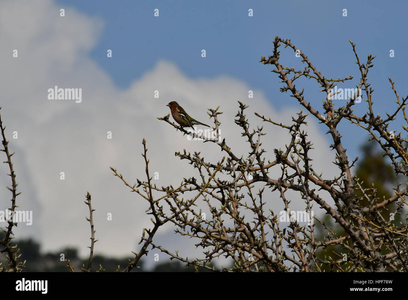 Birds of greece hi-res stock photography and images - Alamy