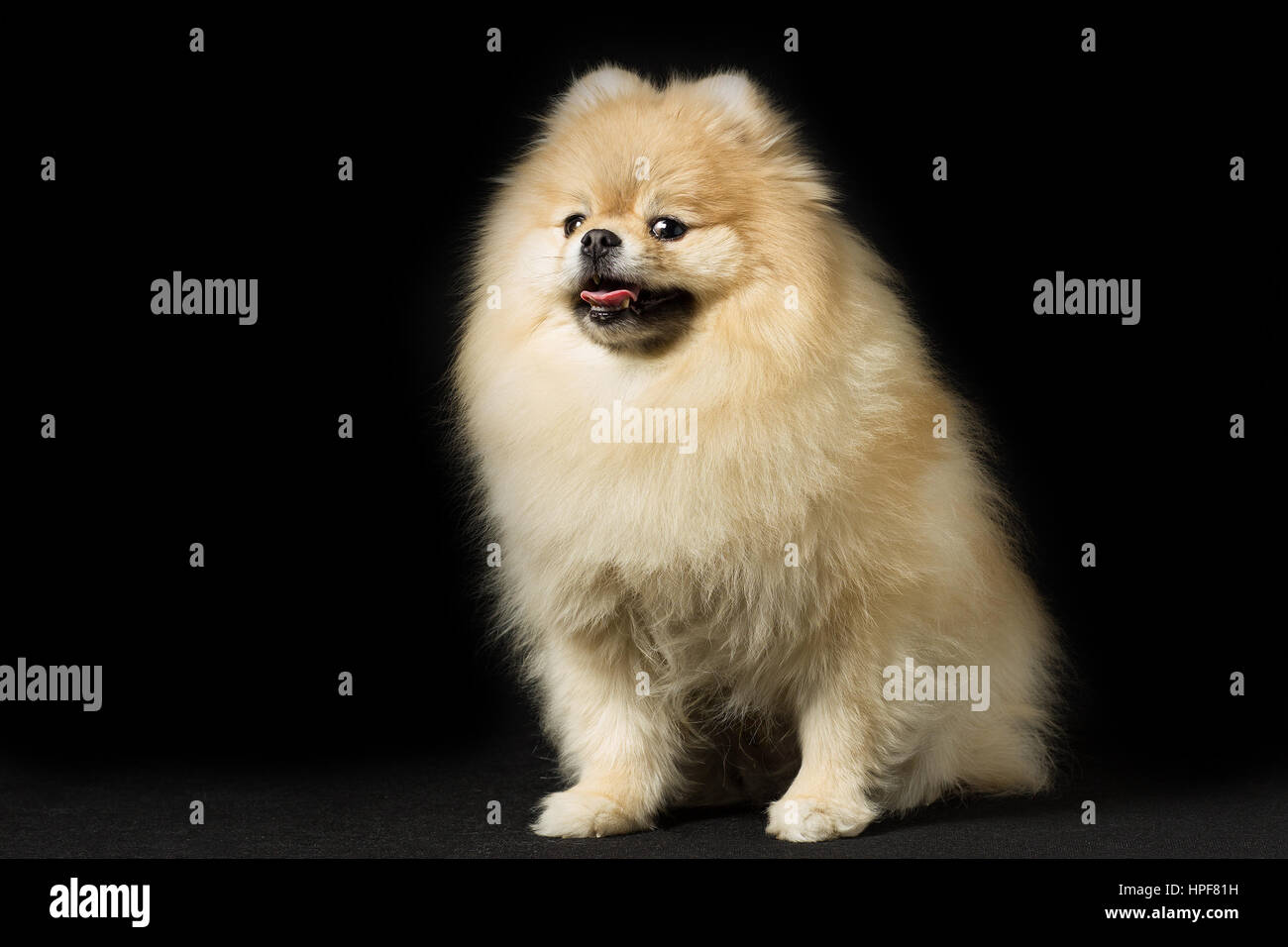 White Spitz breed dog isolated on a black Stock Photo - Alamy