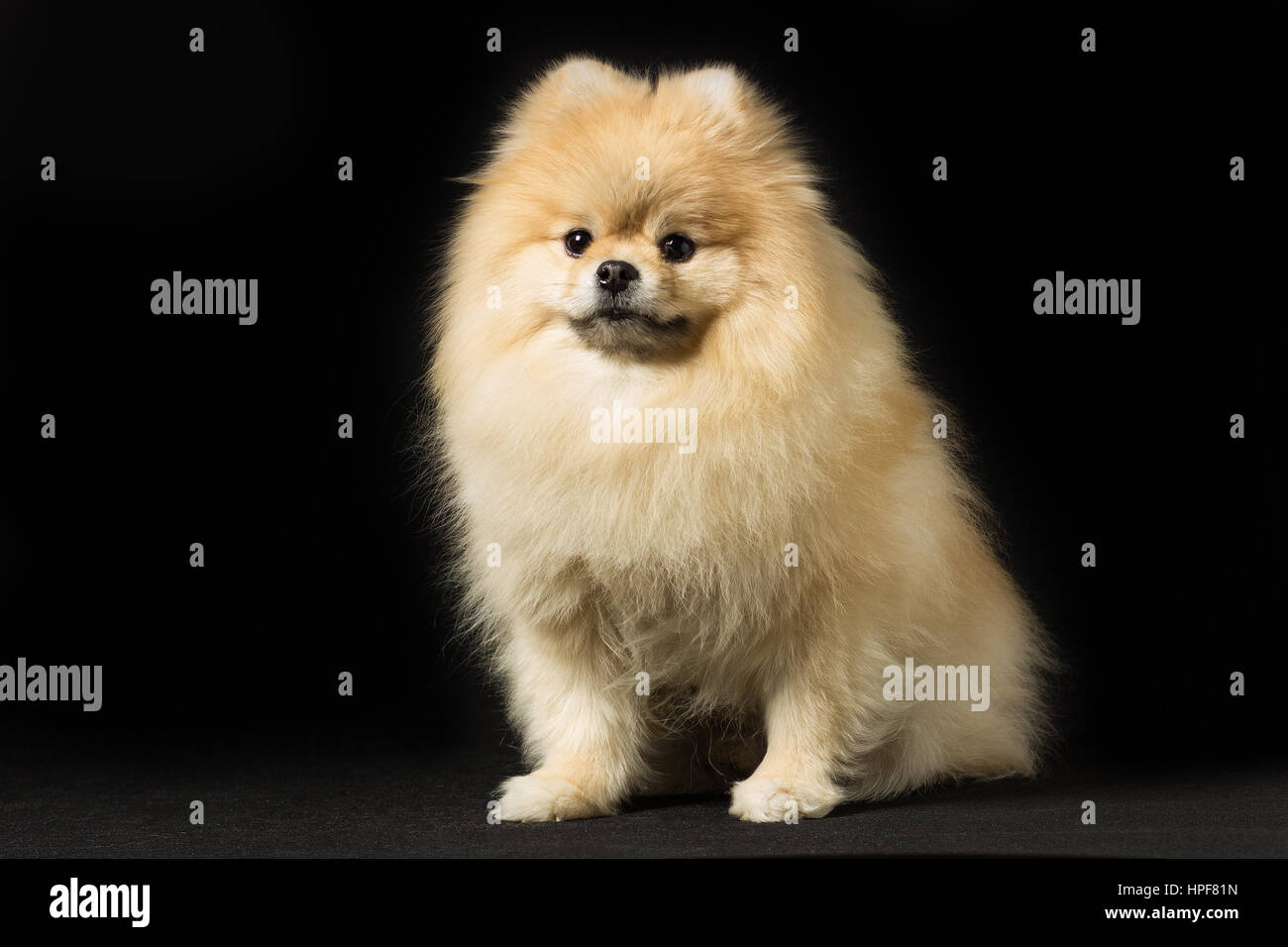 Black miniature spitz hi-res stock photography and images - Alamy
