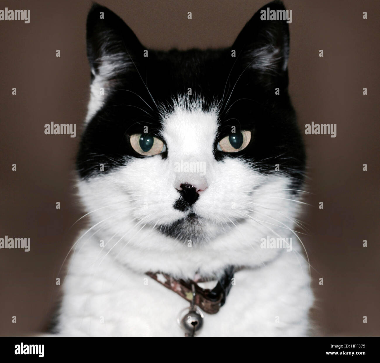 Black and white cat Stock Photo - Alamy