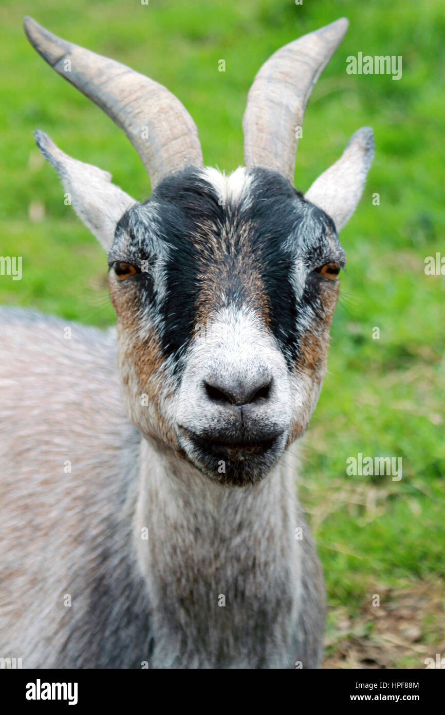 Goat close up Stock Photo - Alamy