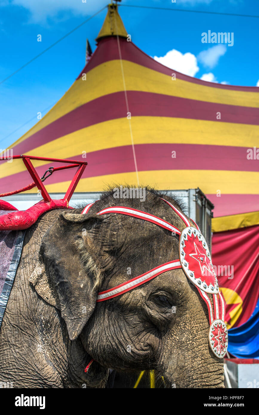 Cole Brothers Circus. Last season before closing Stock Photo - Alamy