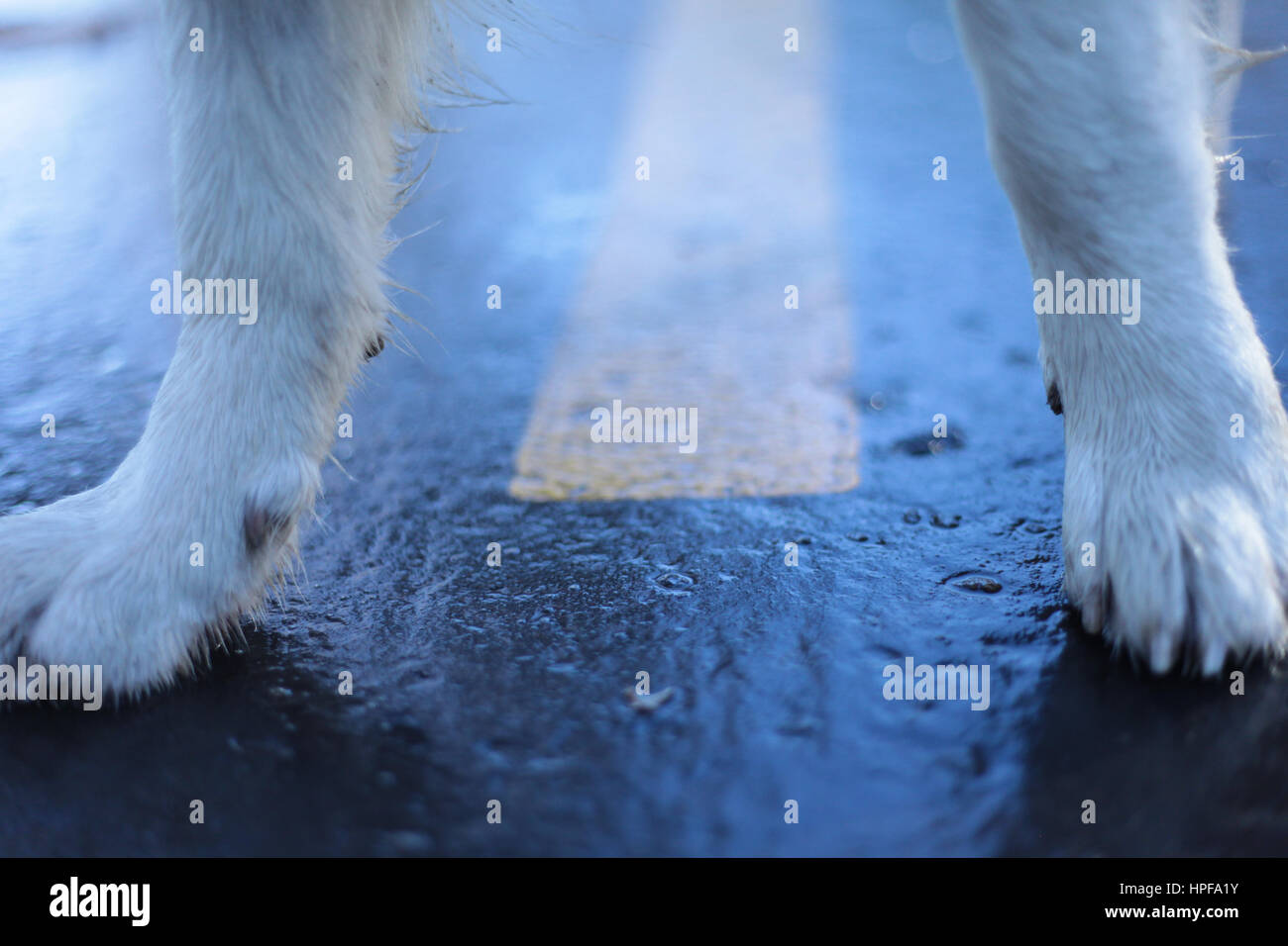 dog paw on road Stock Photo - Alamy