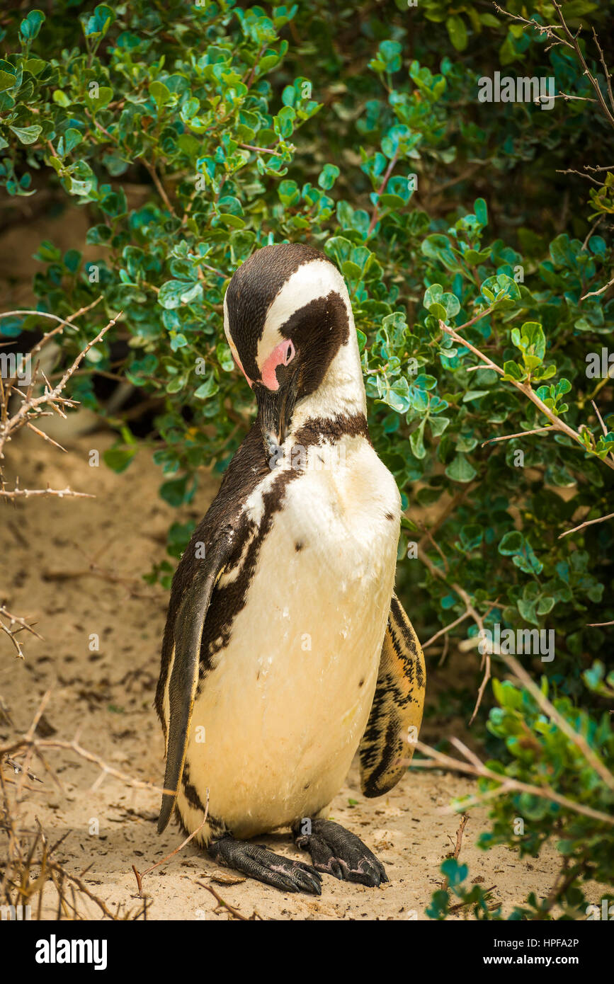 An African Penguin (spheniscus demersus) preening in its natural ...