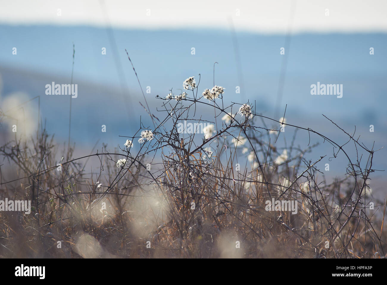 Field flower branch hi-res stock photography and images - Alamy