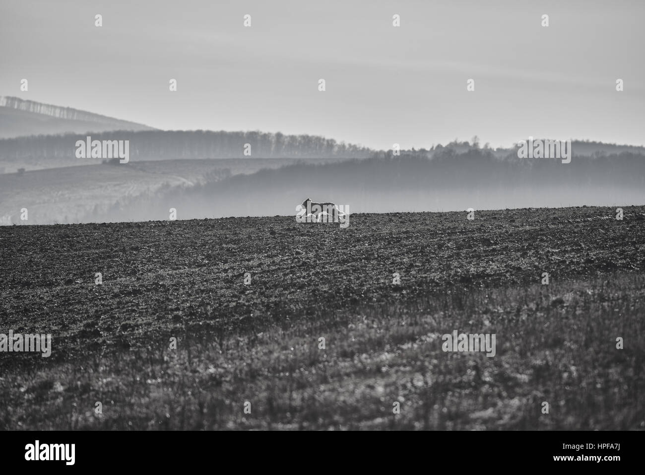 golden retriever running in the fields Stock Photo - Alamy