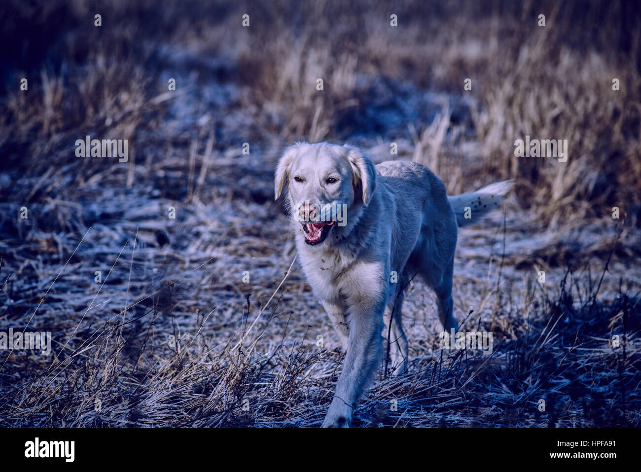 golden retriever running in the fields Stock Photo - Alamy