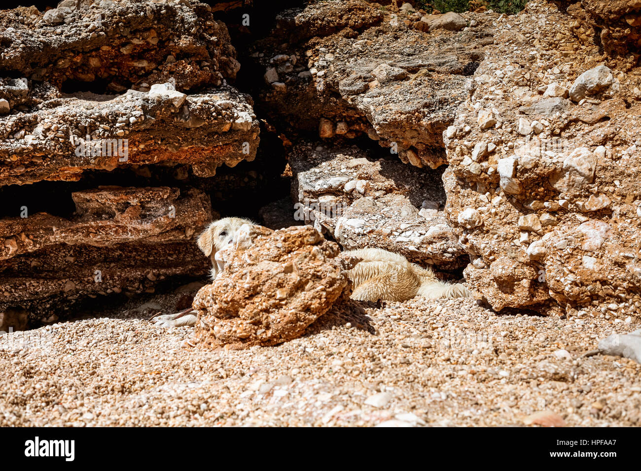 golden retriever hiding behind rocks Stock Photo - Alamy