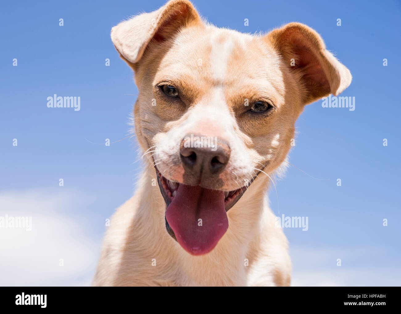 Sunny dog portrait hi-res stock photography and images - Alamy