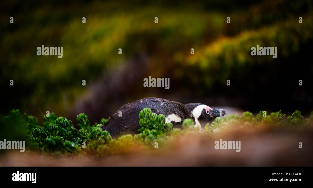 Shy African Penguin hiding amongst vegetation in Cape Peninsula, South ...
