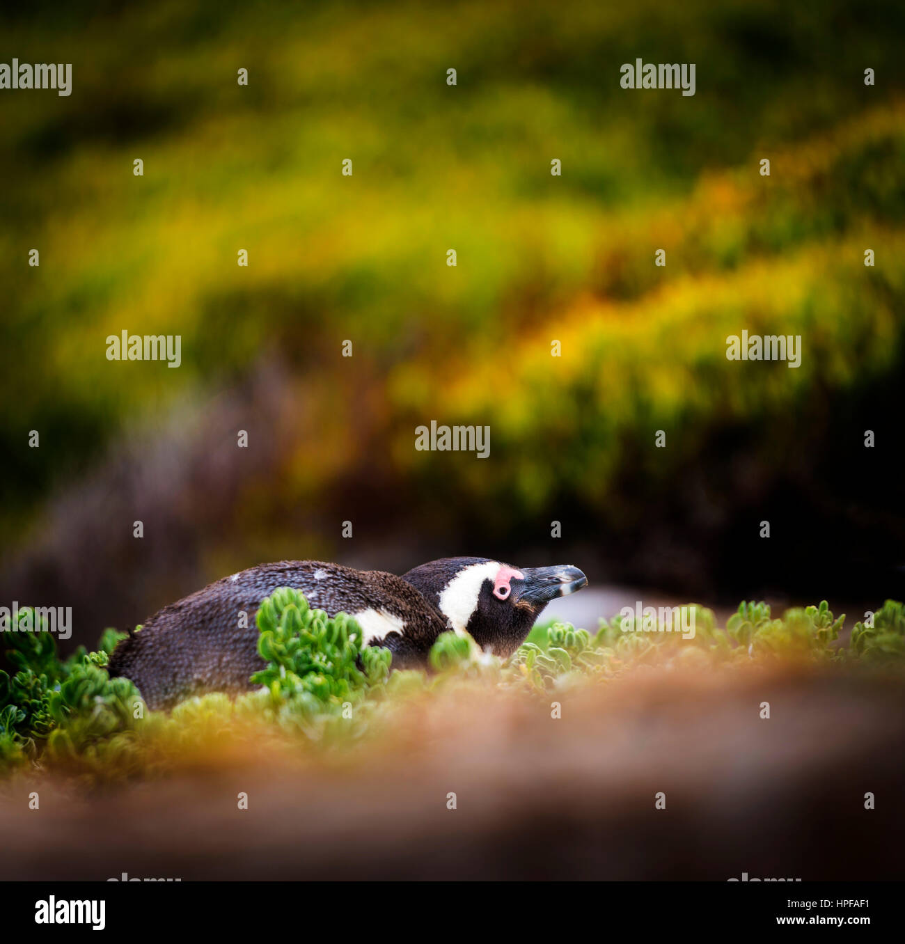 Cape peninsula penguins hi-res stock photography and images - Alamy