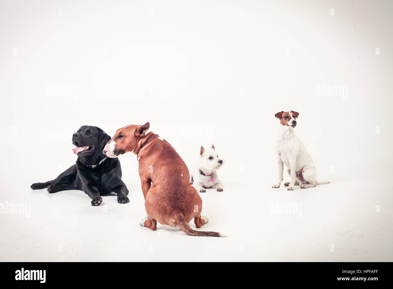 dogs on white studio background Stock Photo - Alamy