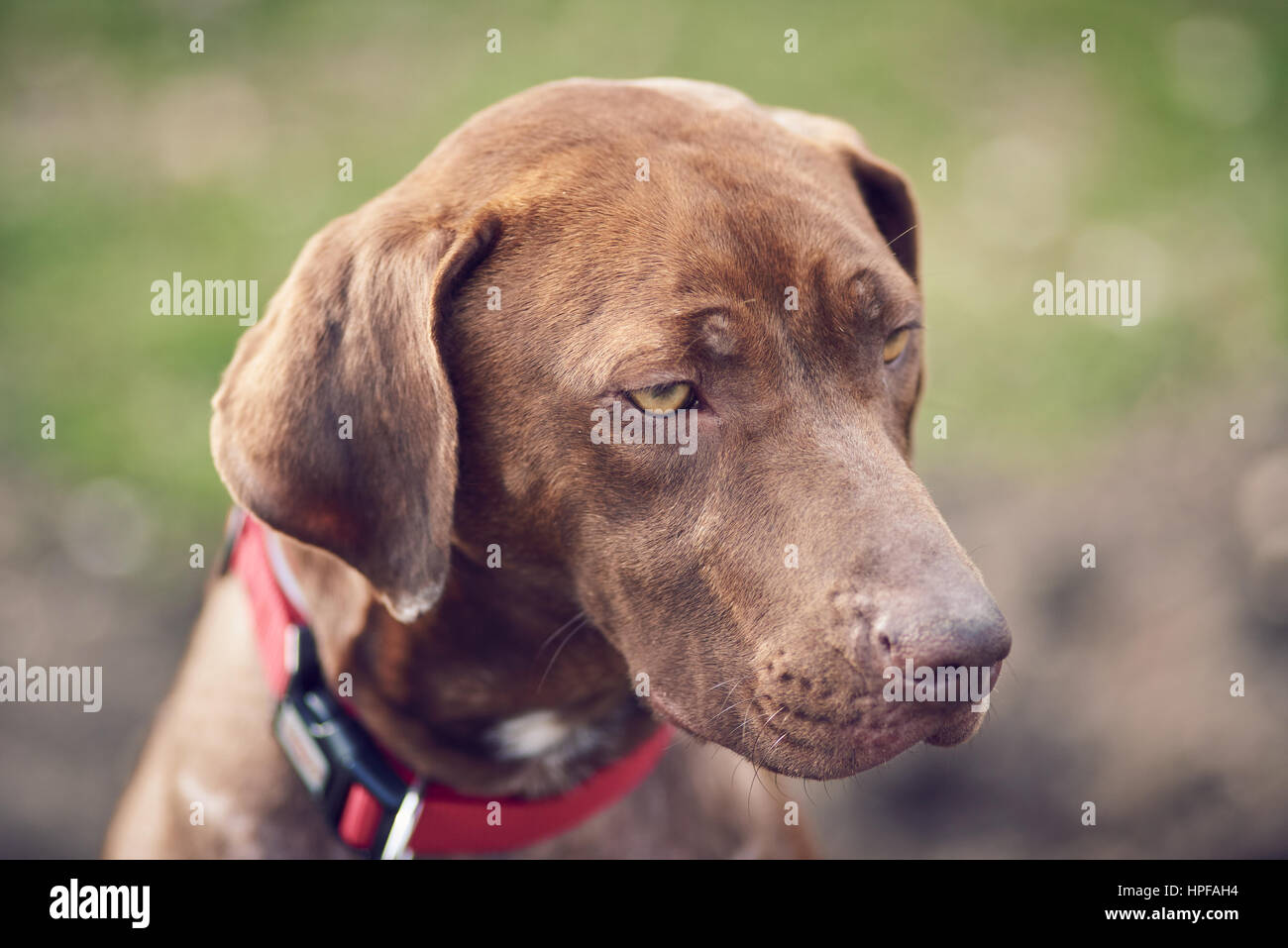 Vizsla Chocolate Lab Mix