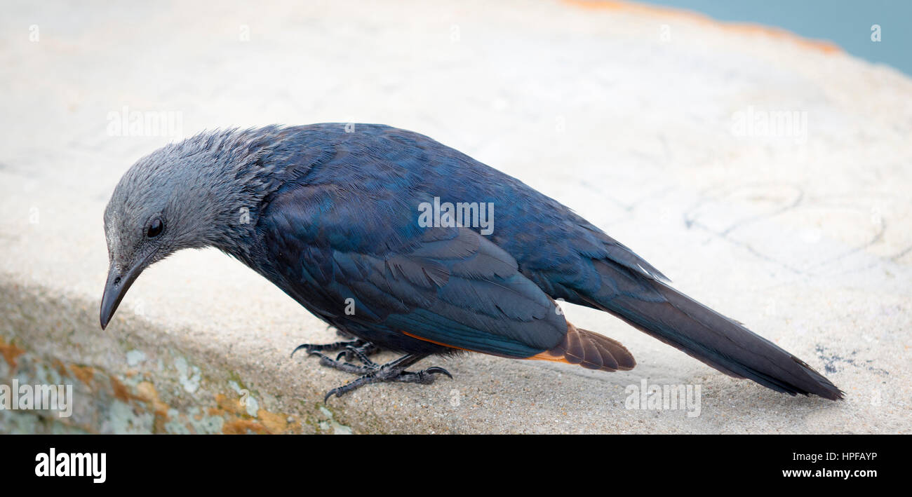 Dark blue black female Red-winged Starling at Cape of Good Hope, South ...
