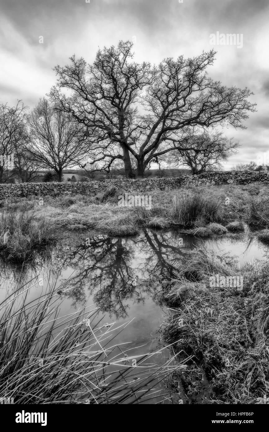 Bradgate park landscapes hi-res stock photography and images - Alamy