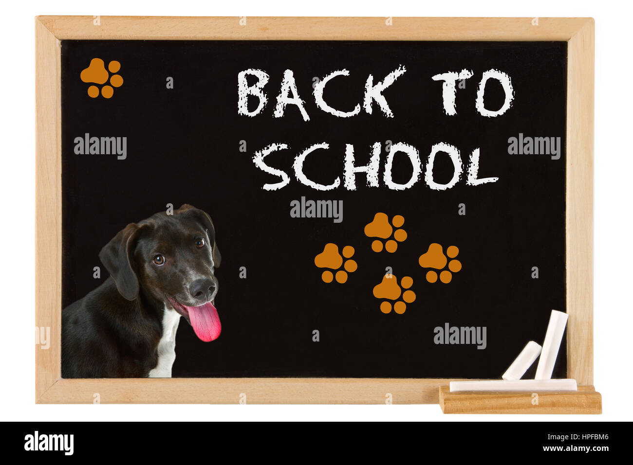 Young dog on blackboard - back to school Stock Photo - Alamy