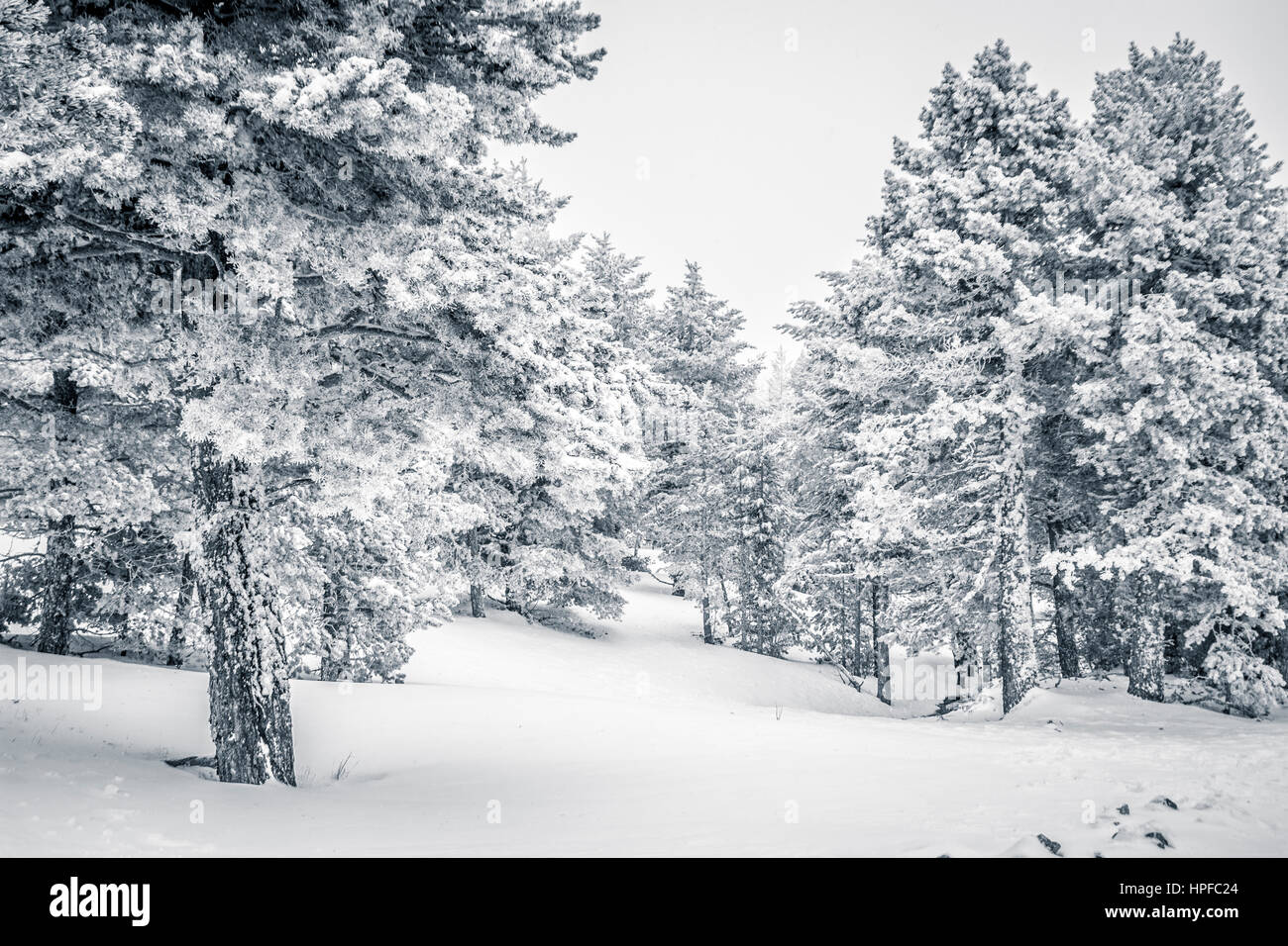 Pines mountains snow hi-res stock photography and images - Alamy