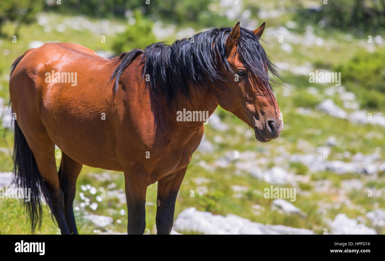 Planet horse hi-res stock photography and images - Alamy
