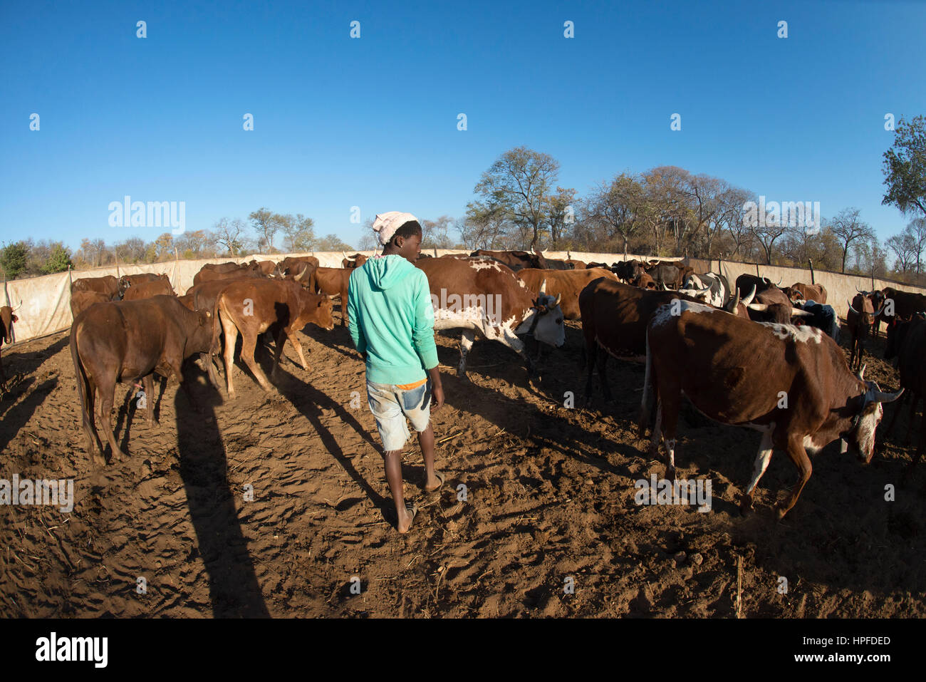 a young herd boy watches cattle in a Boma in Zimbabwe Stock Photo - Alamy