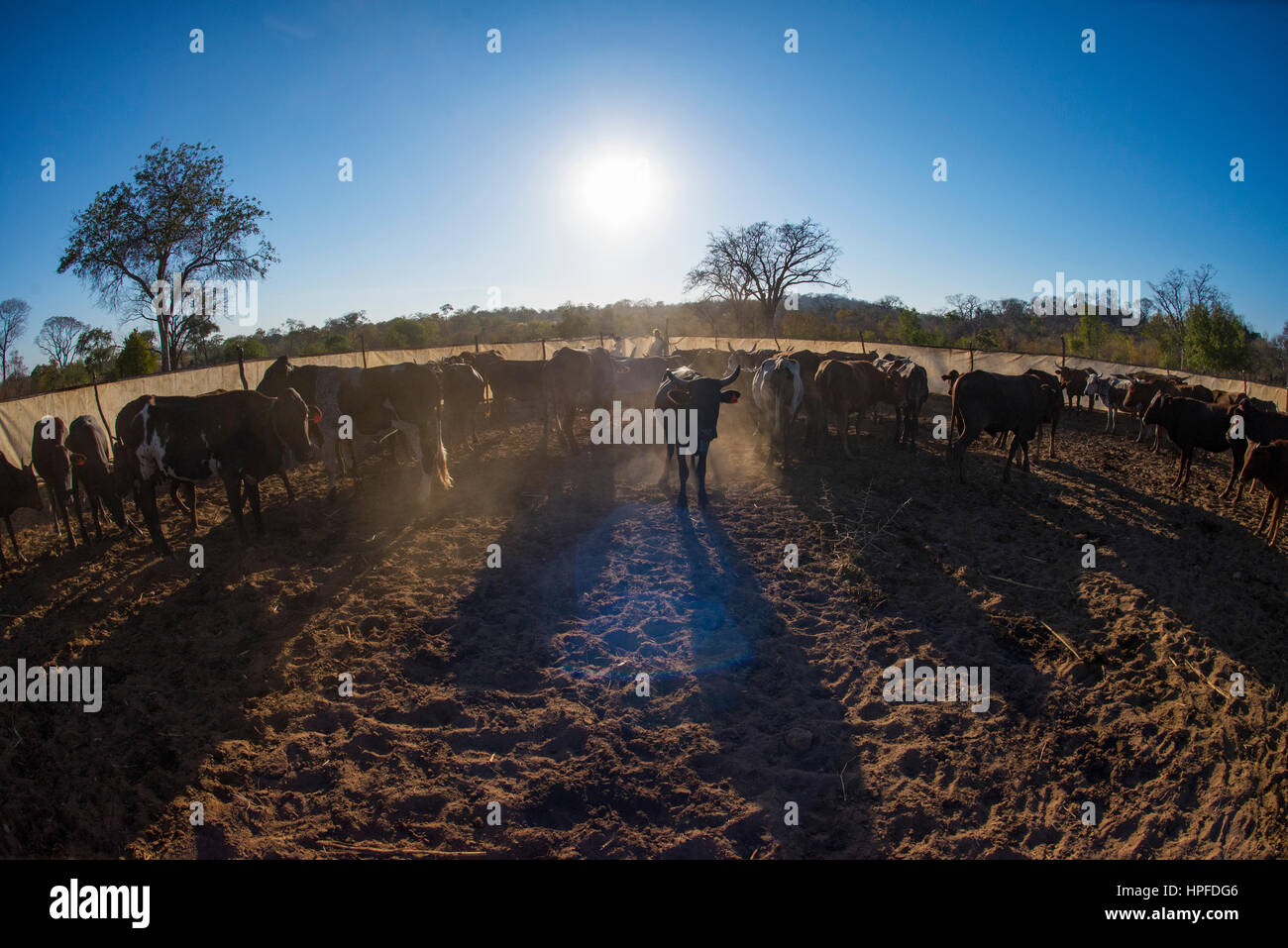 Cattle in a kraal hi-res stock photography and images - Alamy
