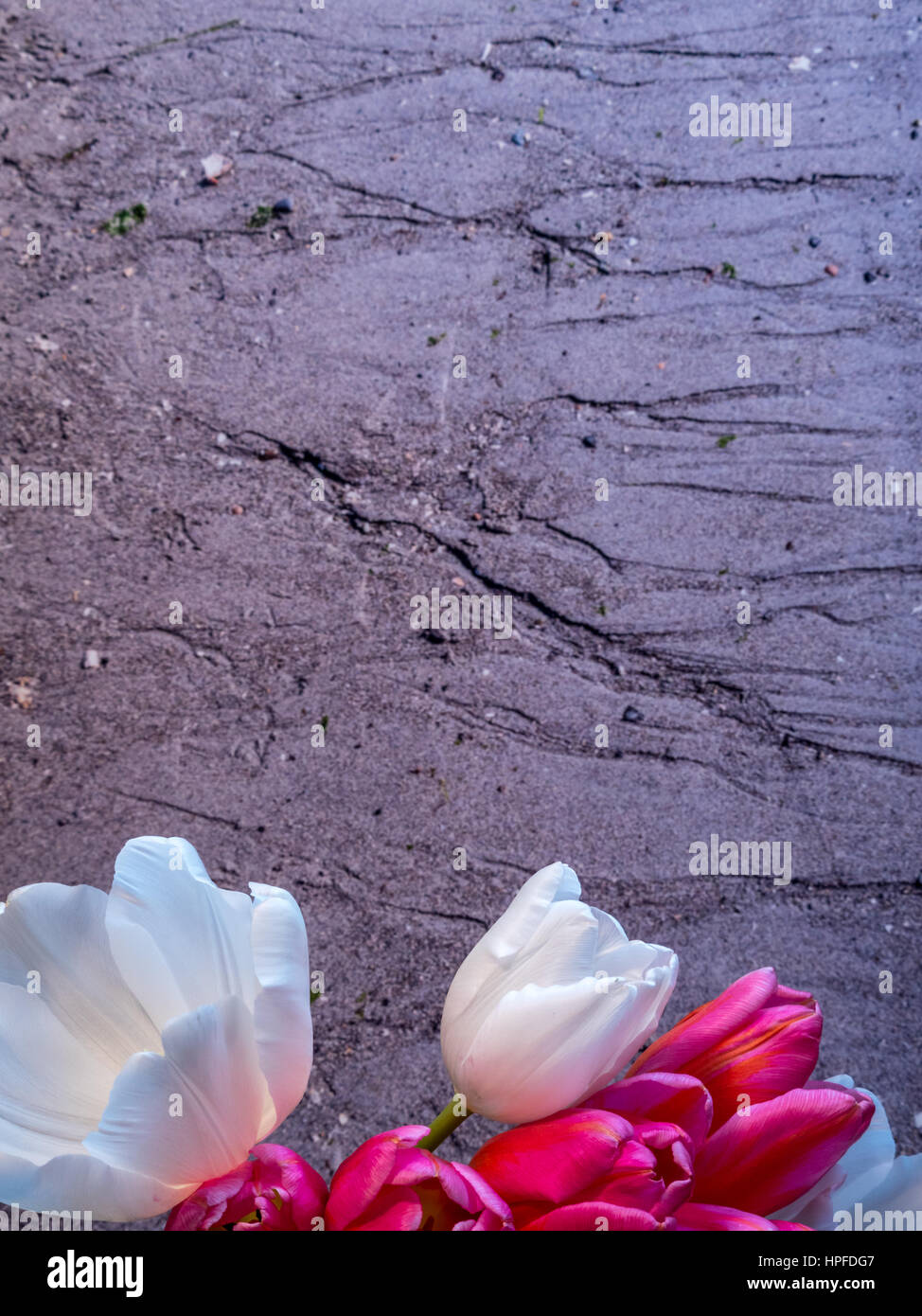 bunch of tulips in front of sand background Stock Photo - Alamy
