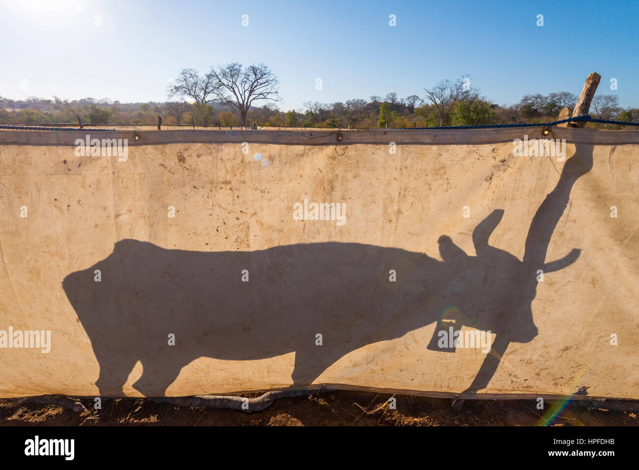 Cattle in a kraal hi-res stock photography and images - Alamy