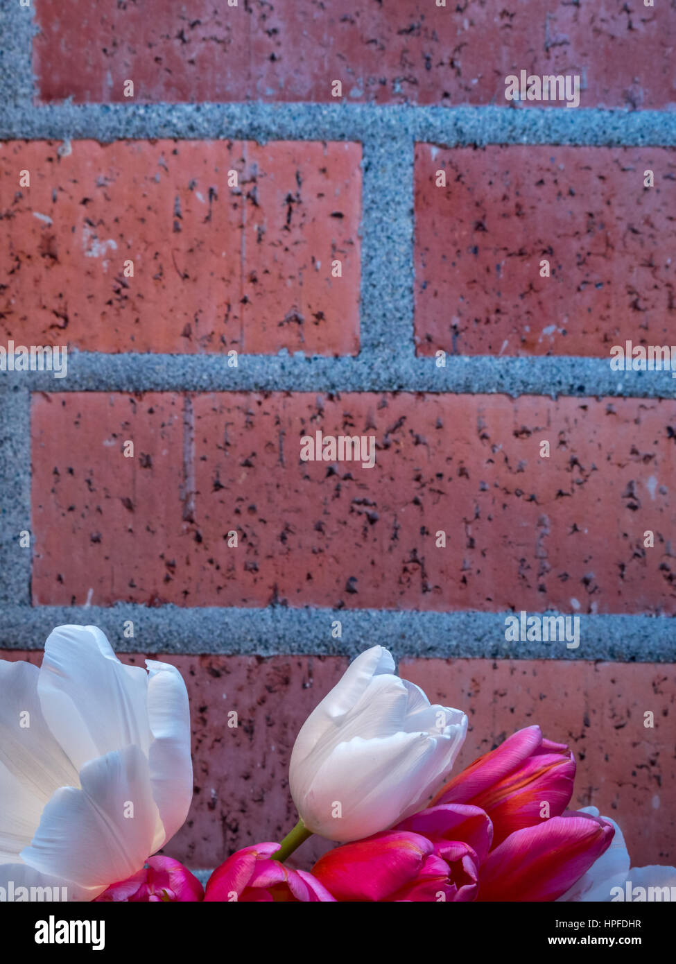 Bunch of tulips in front of brick background Stock Photo - Alamy