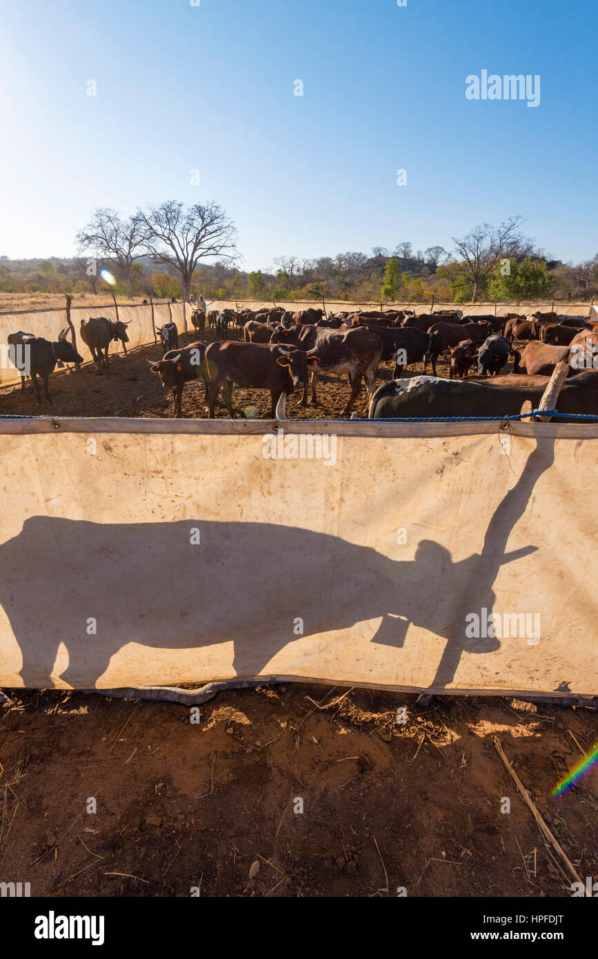 Cattle in a kraal hi-res stock photography and images - Alamy