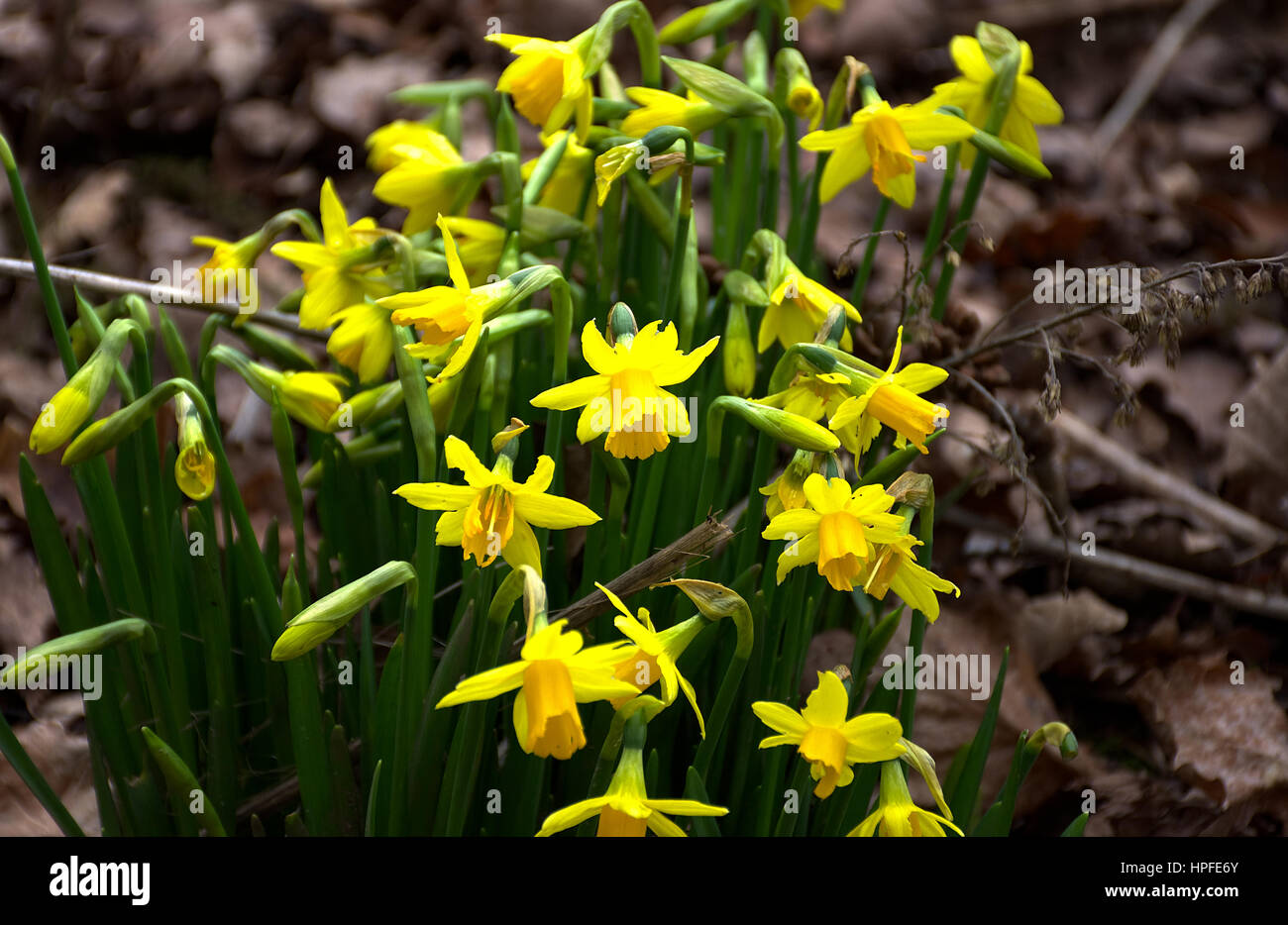 Stunning narcissuses hi-res stock photography and images - Alamy