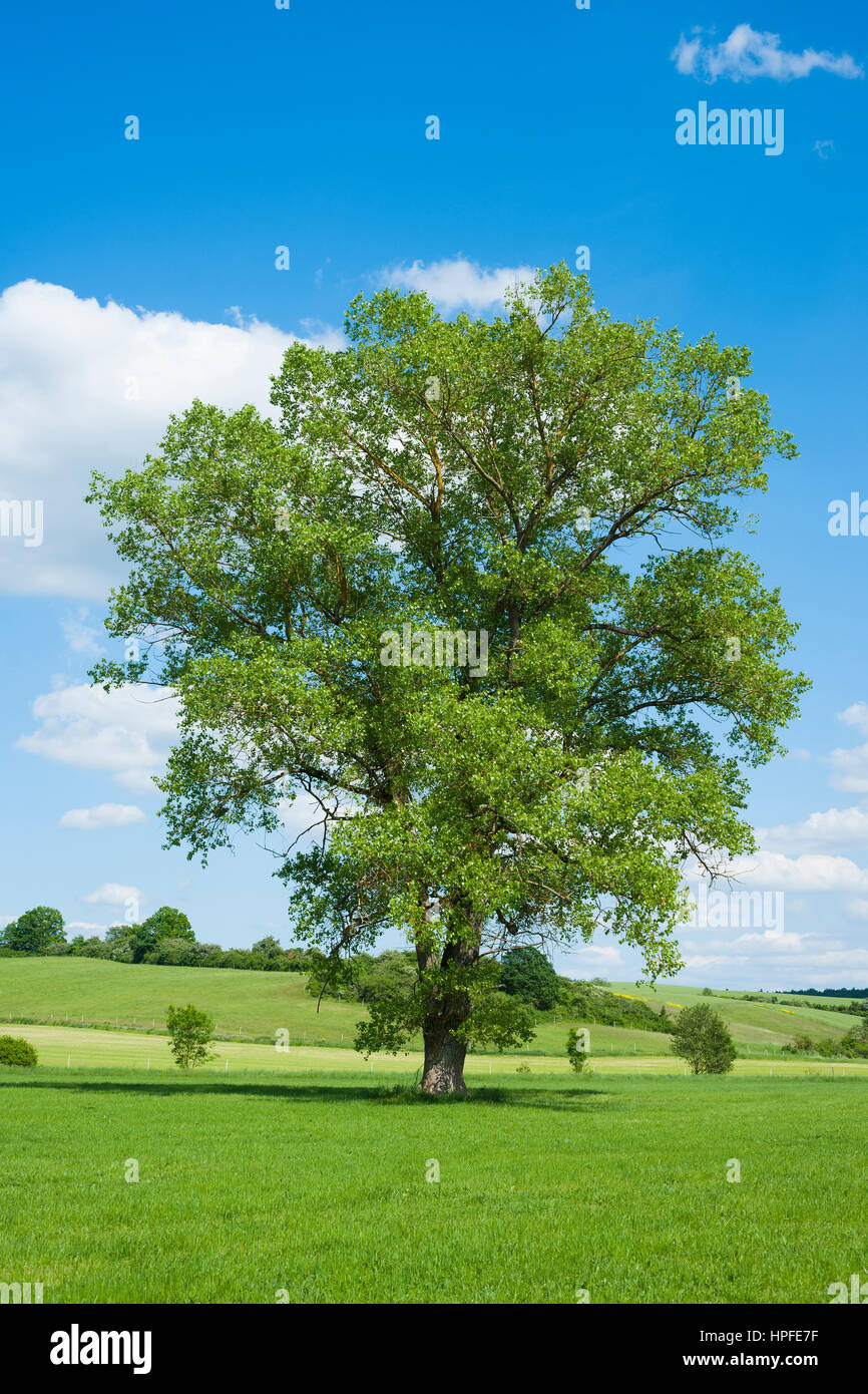 Black poplar hi-res stock photography and images - Alamy