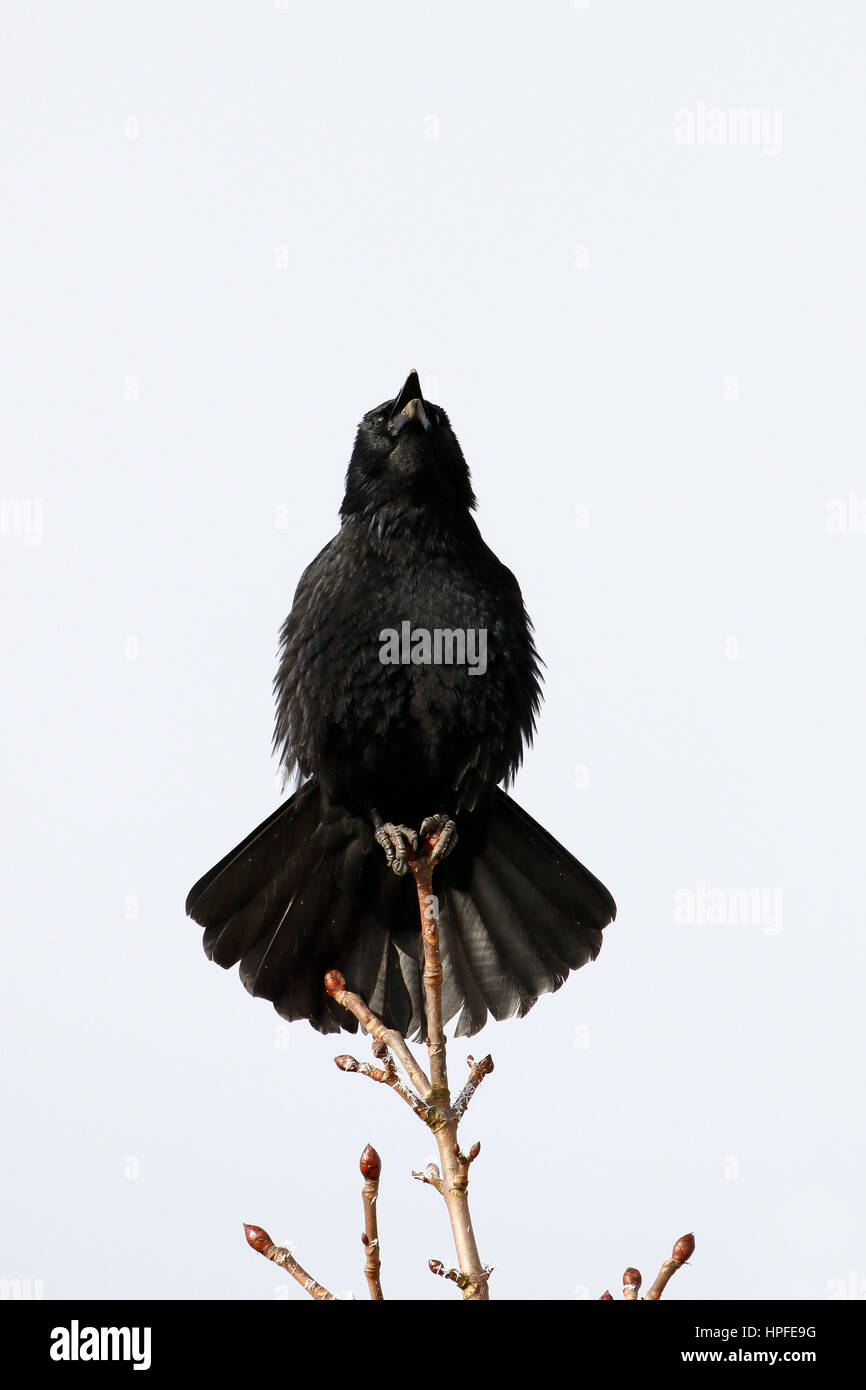 Sitting crow hi-res stock photography and images - Alamy